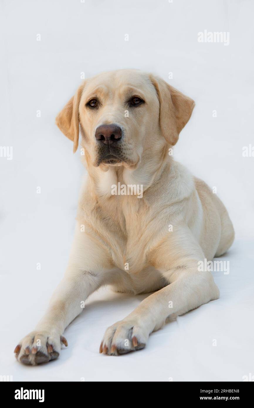 Labrador working line hi-res stock photography and images - Alamy
