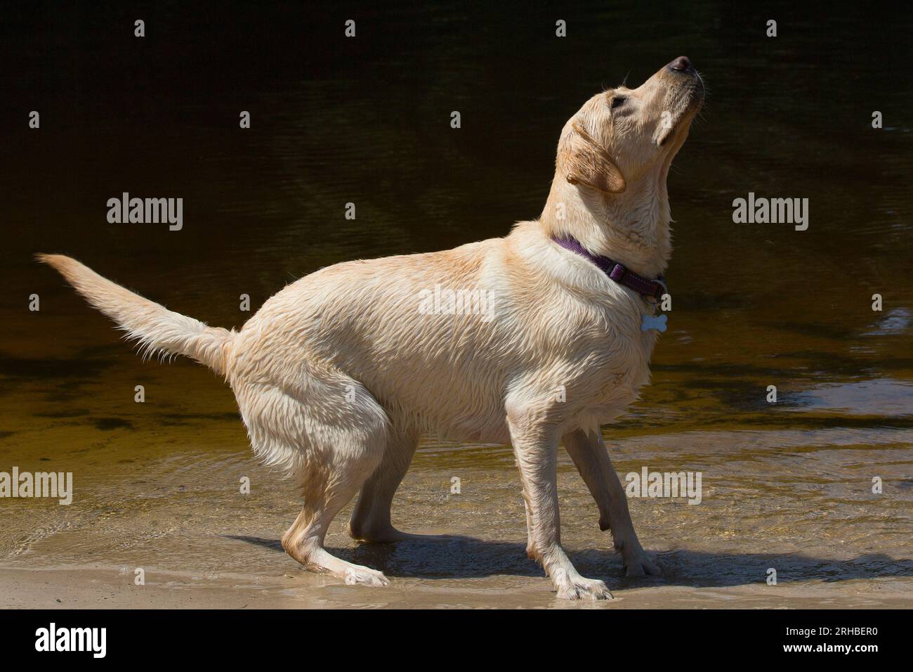 Labrador working line hi-res stock photography and images - Alamy