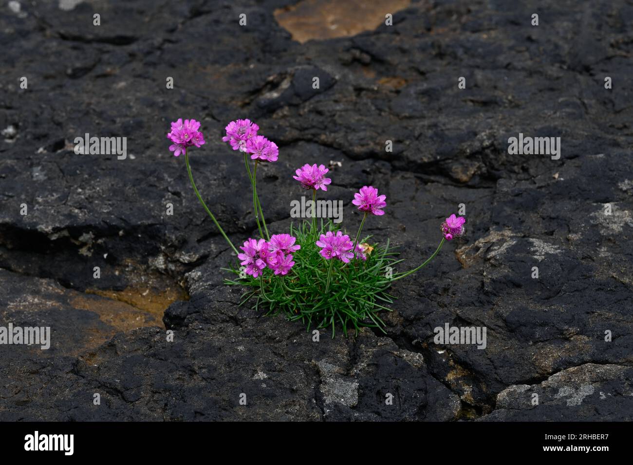 Sea Pinks on Rocks Elgol Isle of Skye Scotland Stock Photo - Alamy