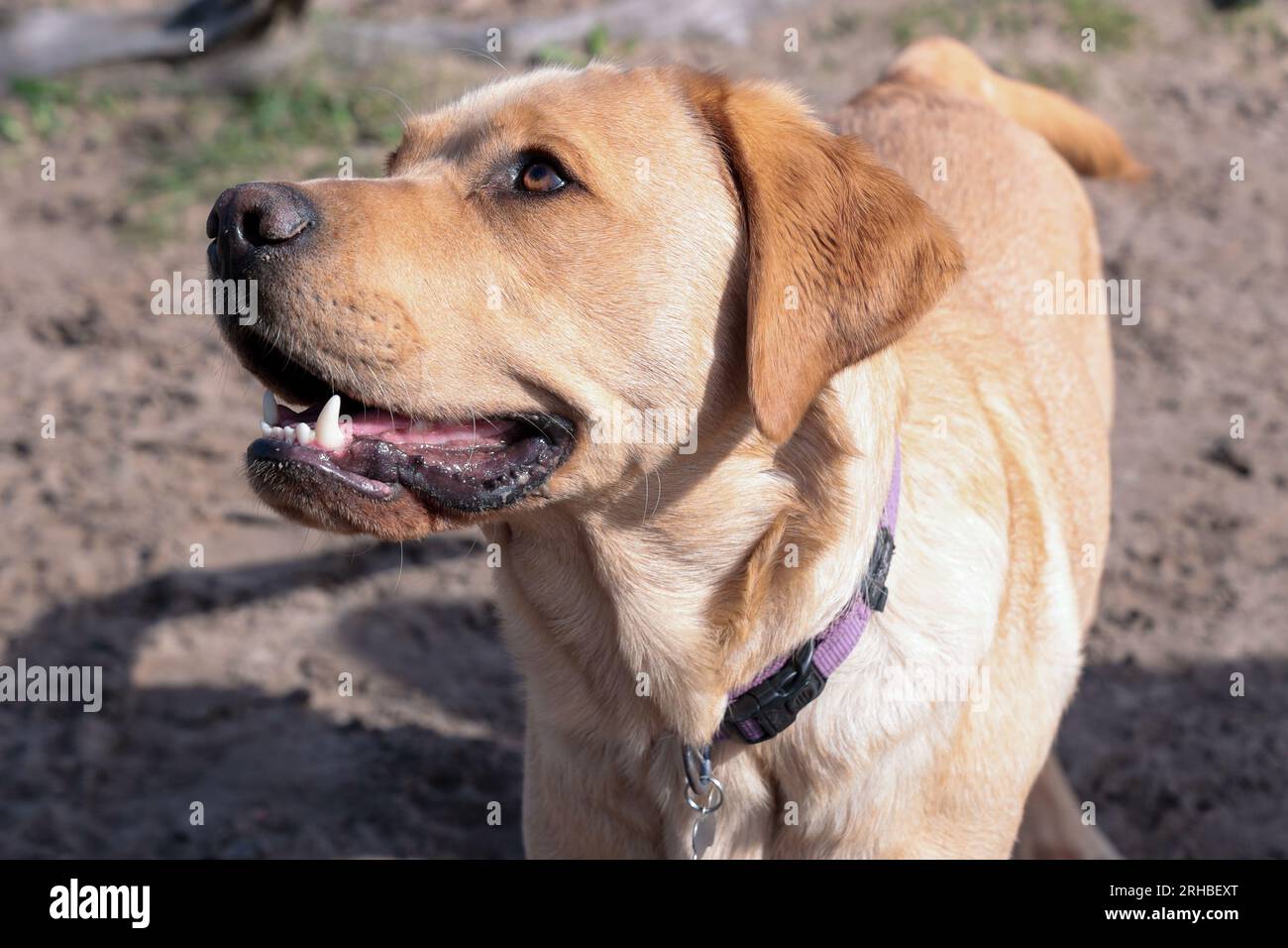 Happy labrador hi-res stock photography and images - Alamy