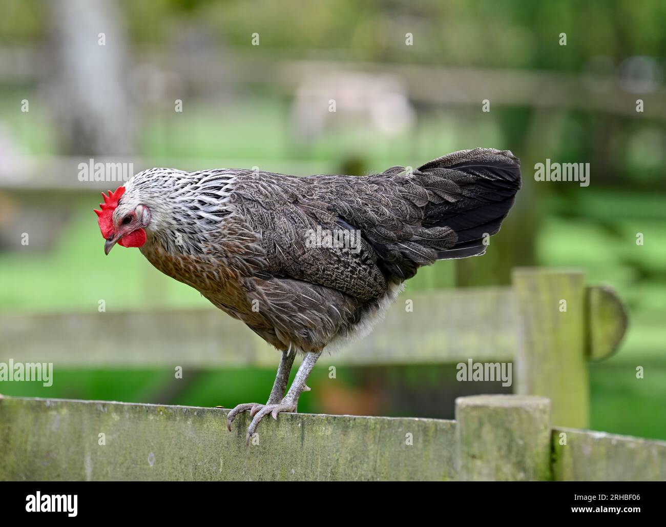 Tame hen hi-res stock photography and images - Alamy