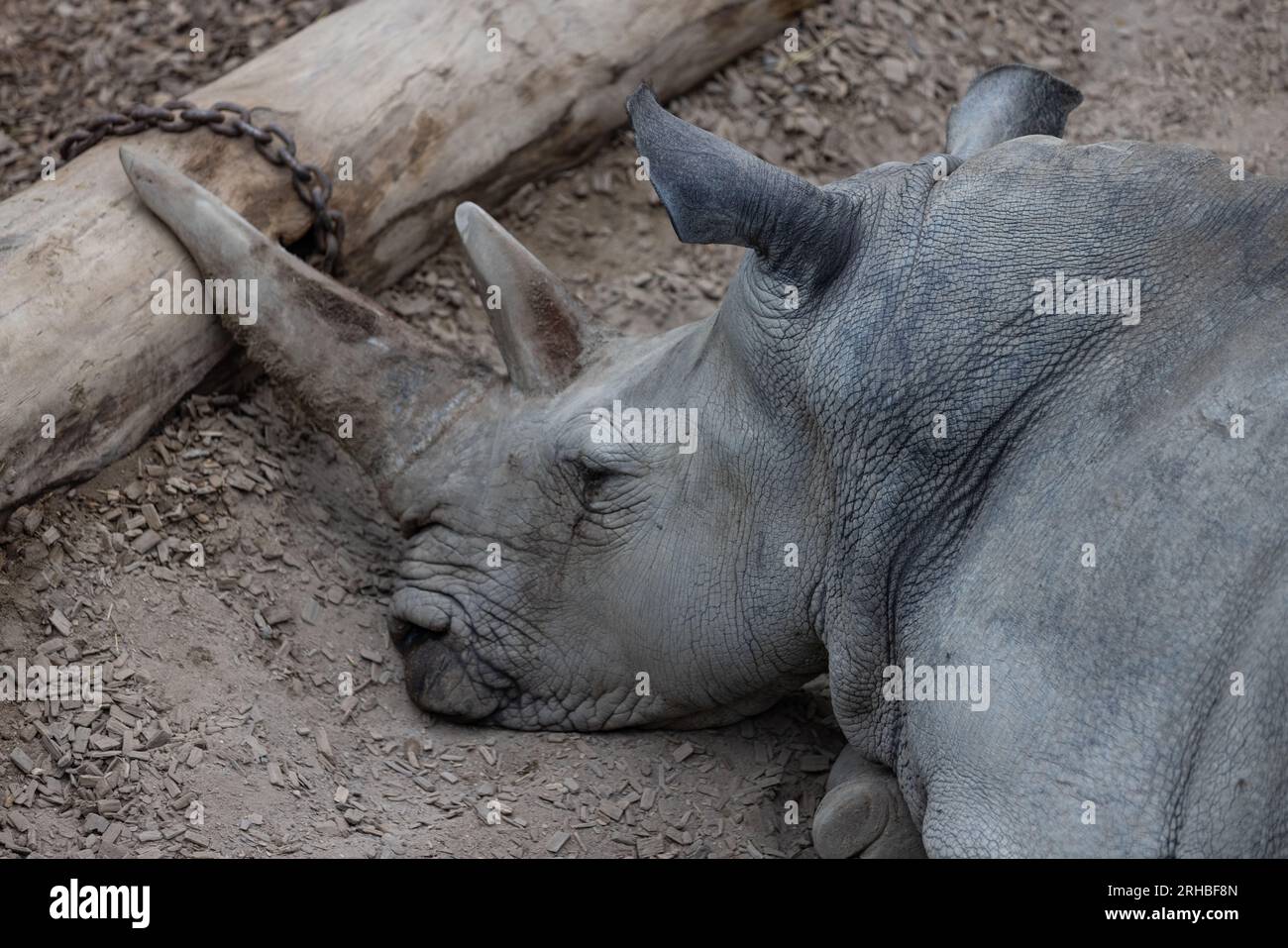 A really big rhino is sleeping on the ground and take some time to ...