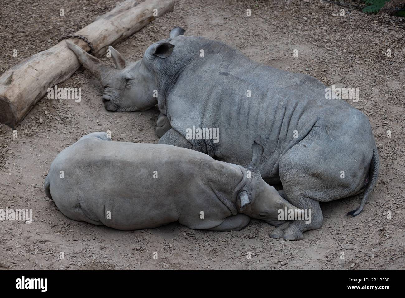 A really big rhino is sleeping on the ground and take some time to ...