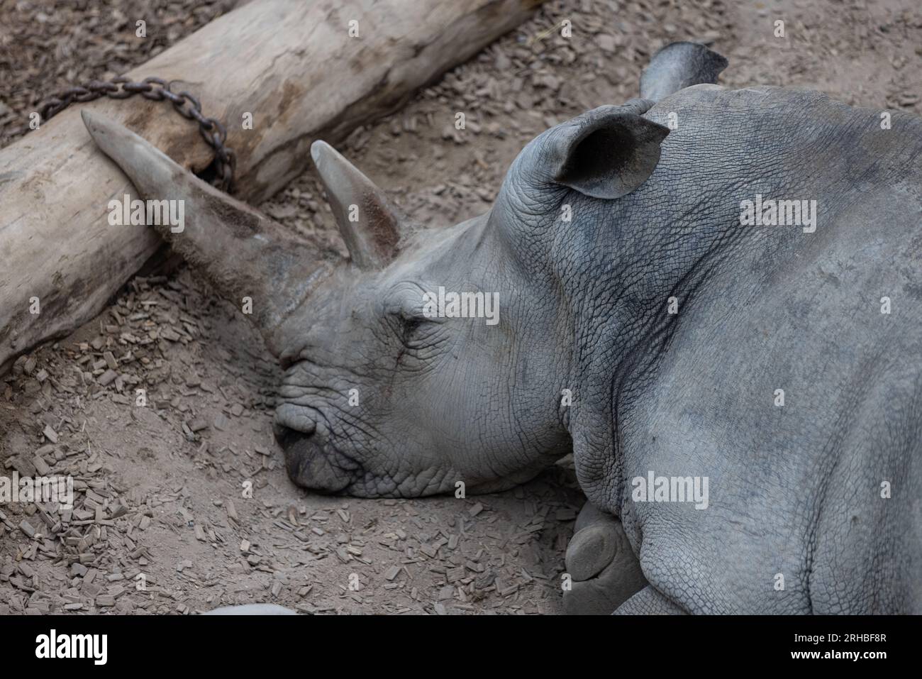A really big rhino is sleeping on the ground and take some time to ...