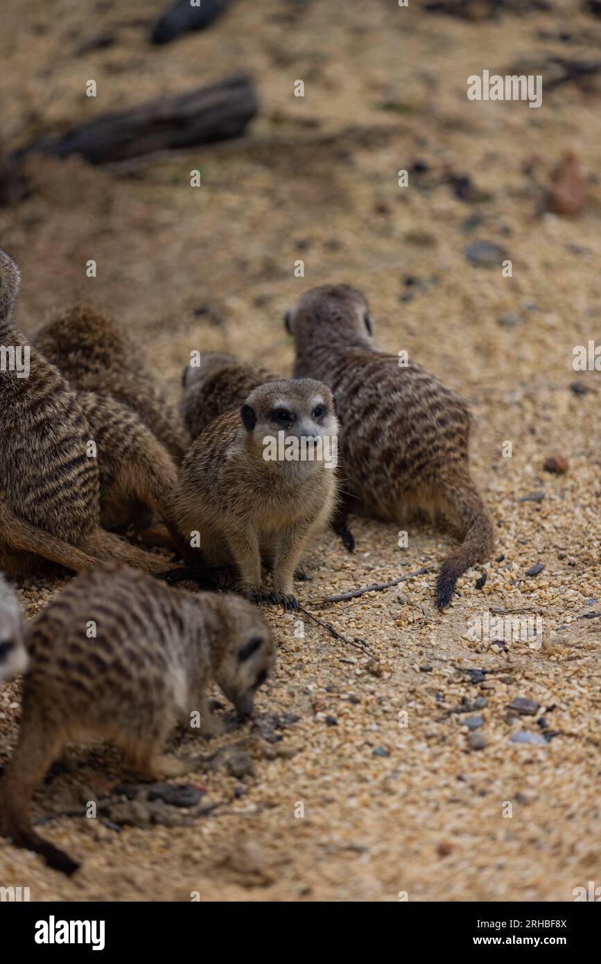 Super Cute Wild Animals