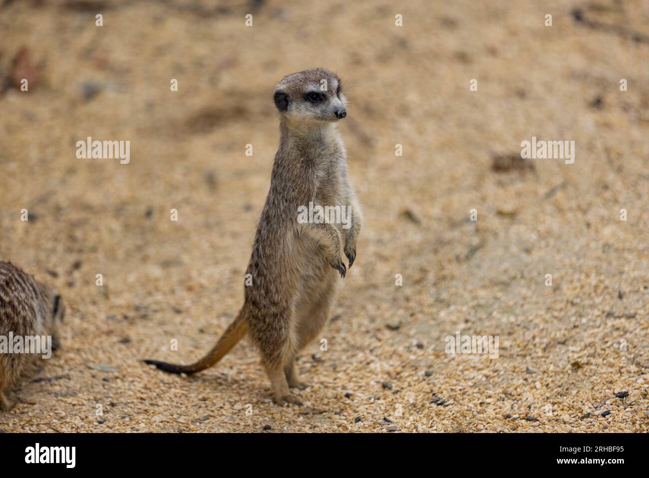 Super cute meerkat looking around for dangerous animals in the wild ...