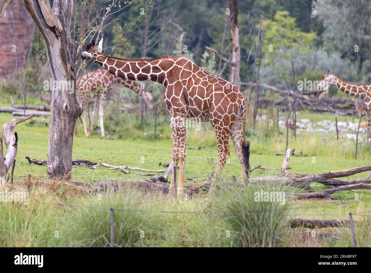Amazing giant giraffe is take a meal in the tree. Wonderful giraffe is ...