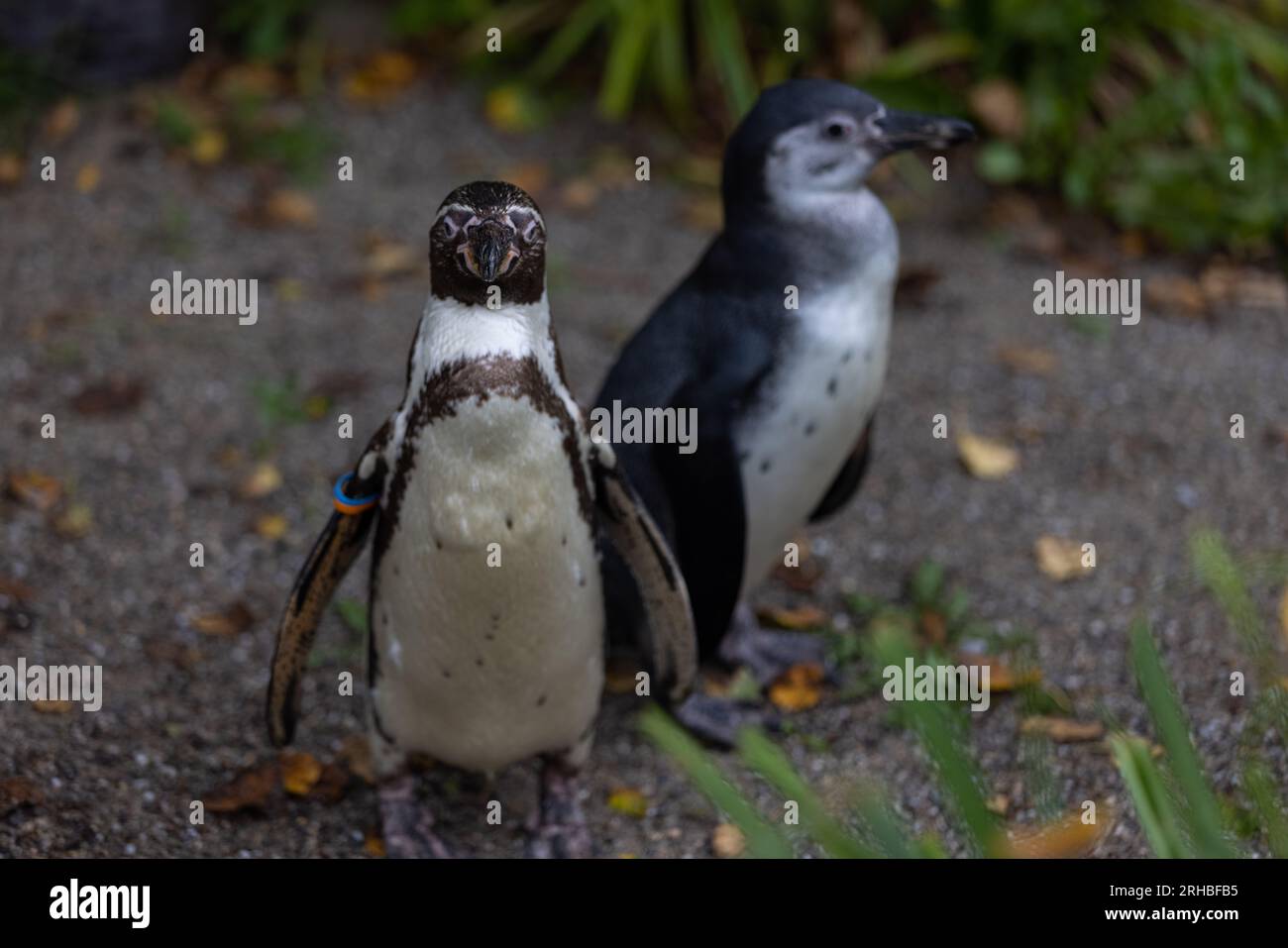 Some really cute penguins are playing together and walking through the ...