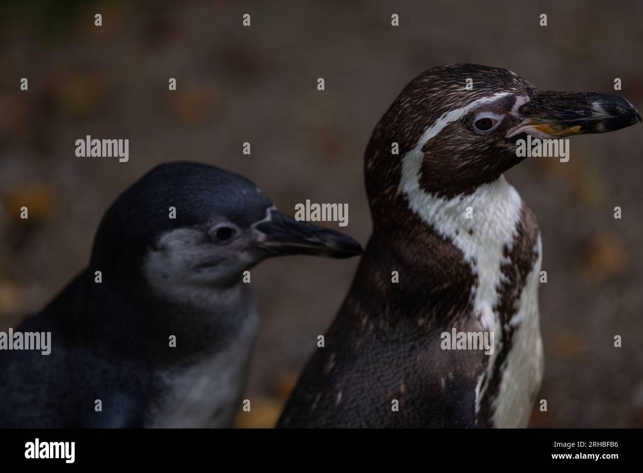 Cute penguins hi-res stock photography and images - Alamy