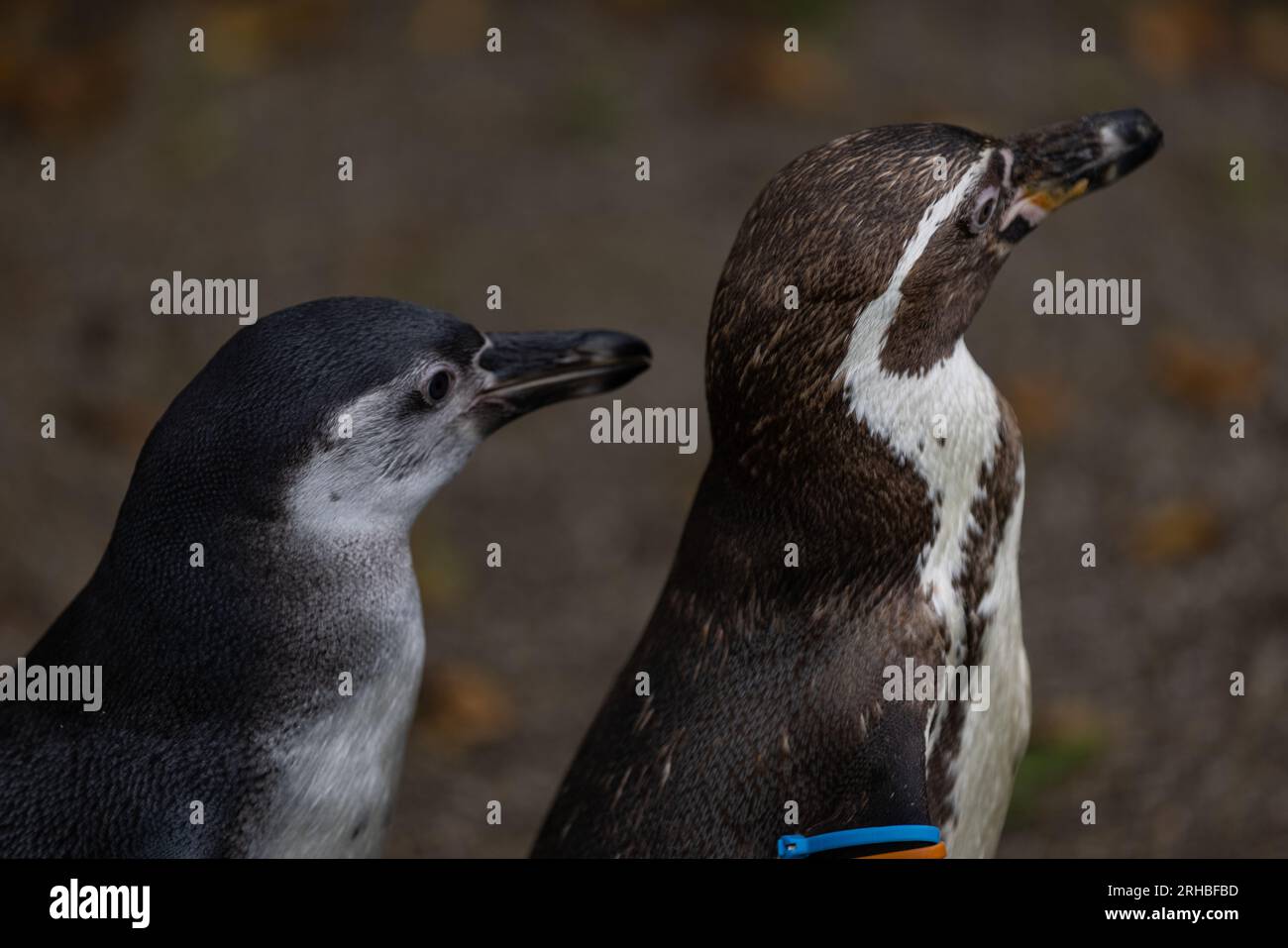 Some really cute penguins are playing together and walking through the ...