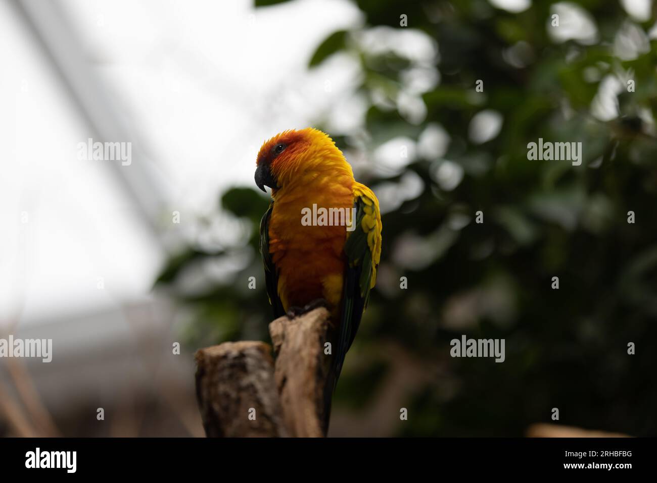 Amazing colorful parrot sitting on a tree and chilling. Wonderful ...