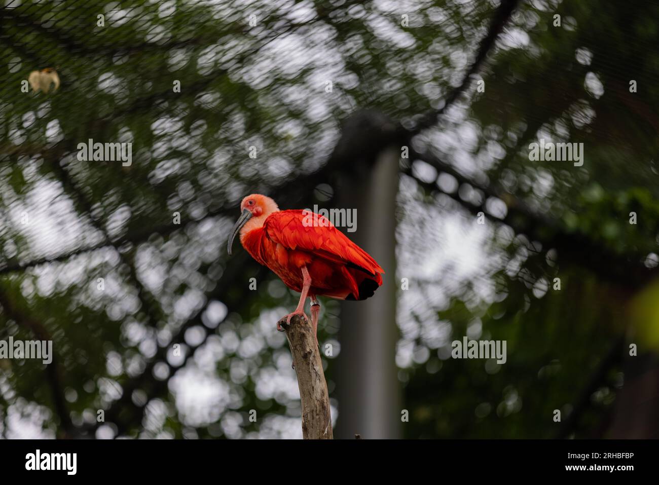 An amazing colorful bird is sitting on a tree and washing his body ...