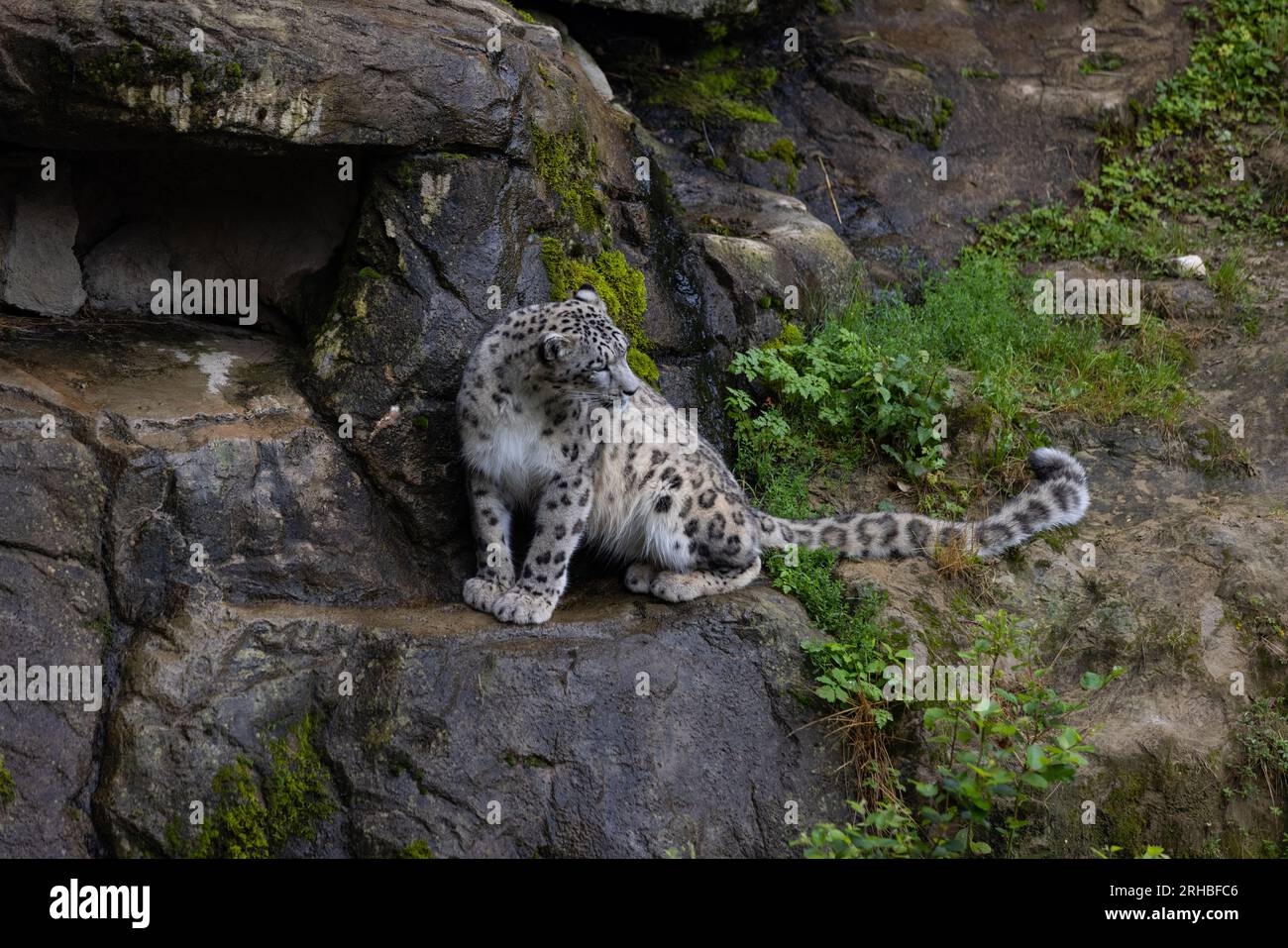 Leopard Amazing