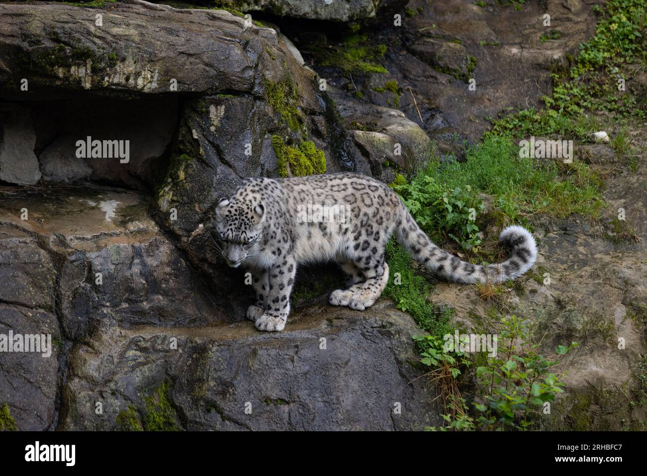 Wonderful snow leopard is relaxing on the rock and looking for food. A ...
