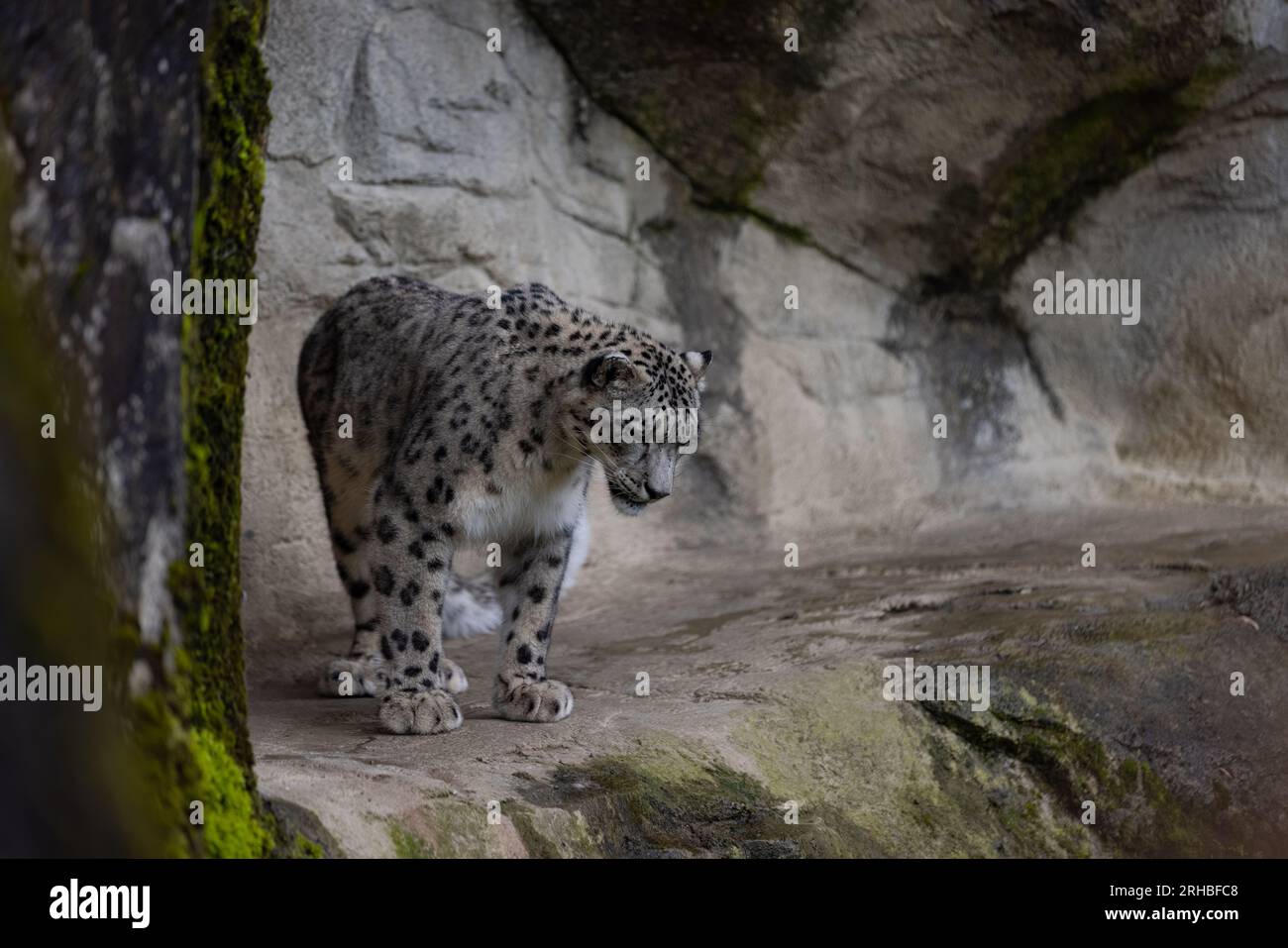 Majestic snow leopard eats a big meat and then an other snow leopard, i ...