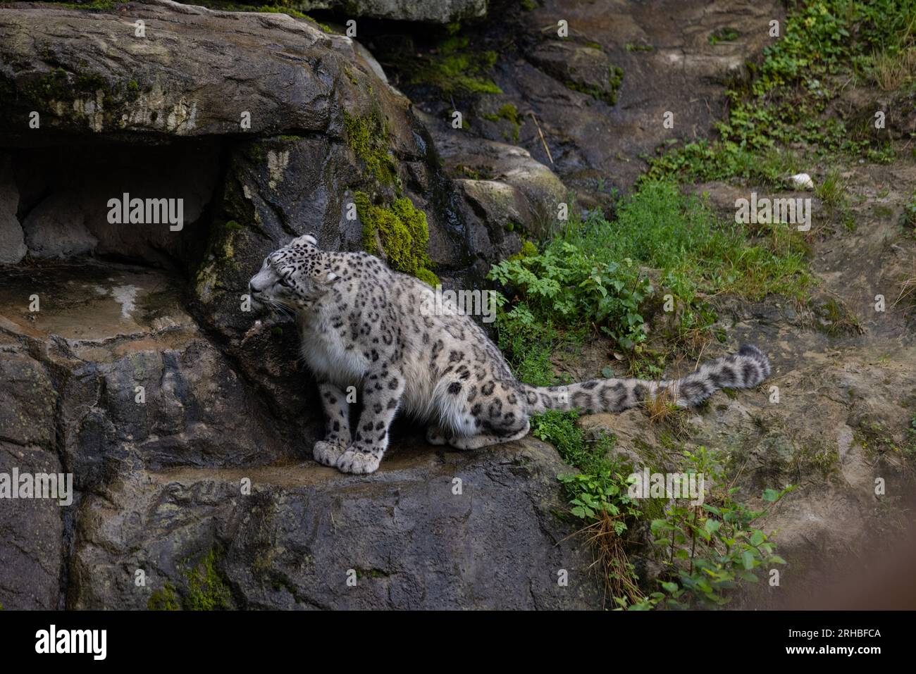 Wonderful snow leopard is relaxing on the rock and looking for food. A ...