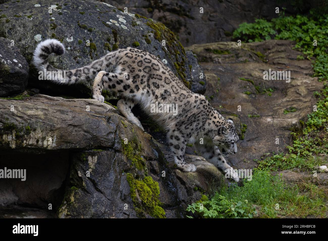 Wonderful snow leopard is relaxing on the rock and looking for food. A ...