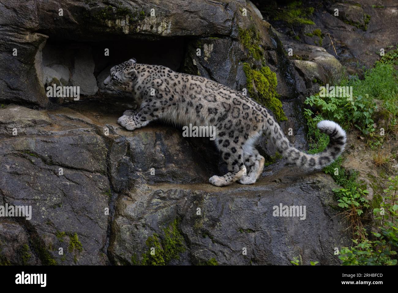 Leopards fighting hi-res stock photography and images - Alamy