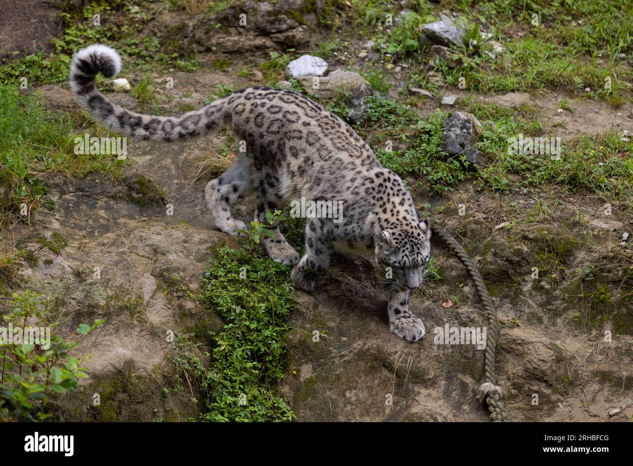 Wonderful snow leopard is relaxing on the rock and looking for food. A ...
