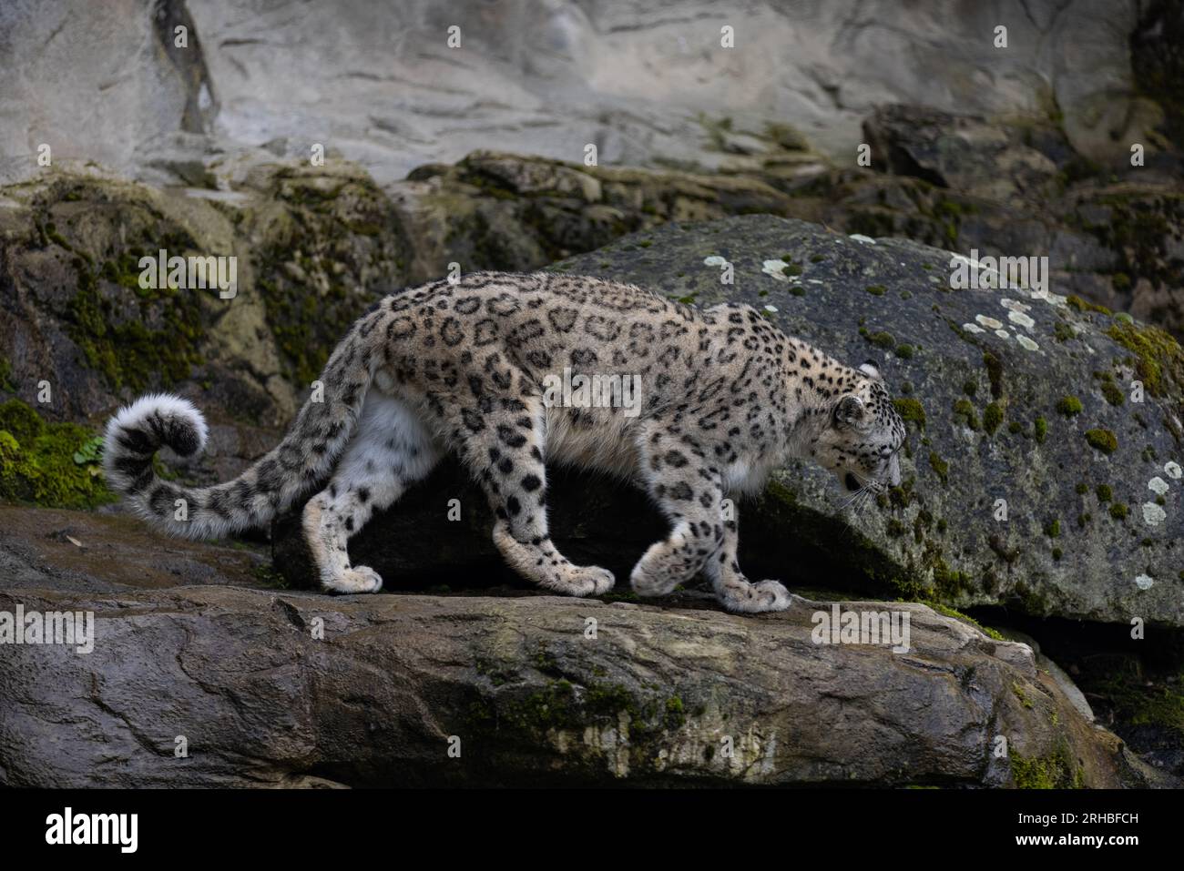Wonderful snow leopard is relaxing on the rock and looking for food. A ...
