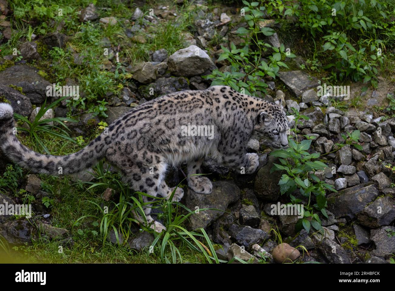 Wonderful snow leopard is relaxing on the rock and looking for food. A ...