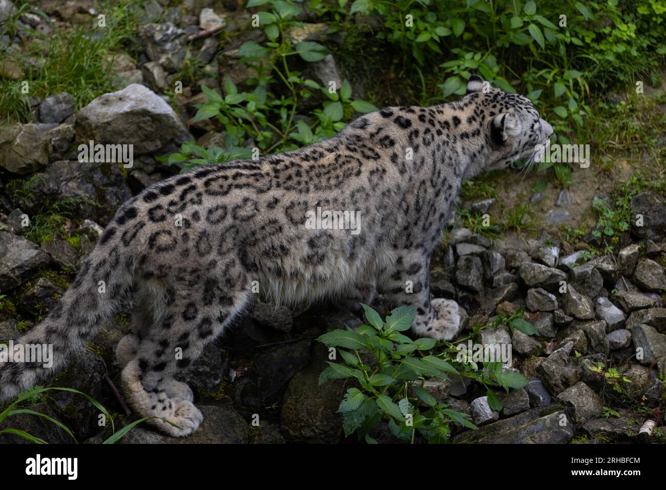 Wonderful snow leopard is relaxing on the rock and looking for food. A ...