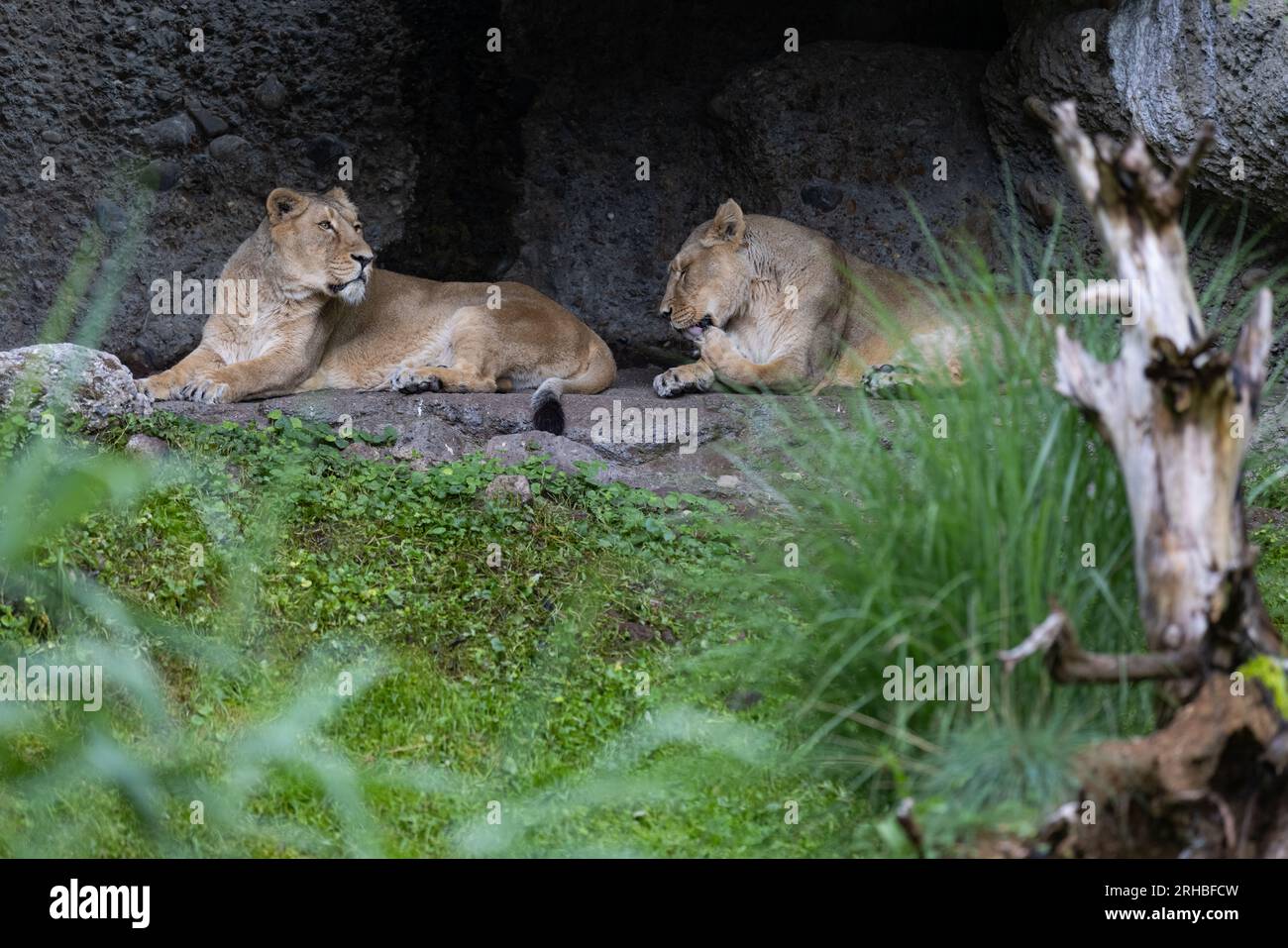 Two lions are sleeping and watching the viewers and waiting for their ...