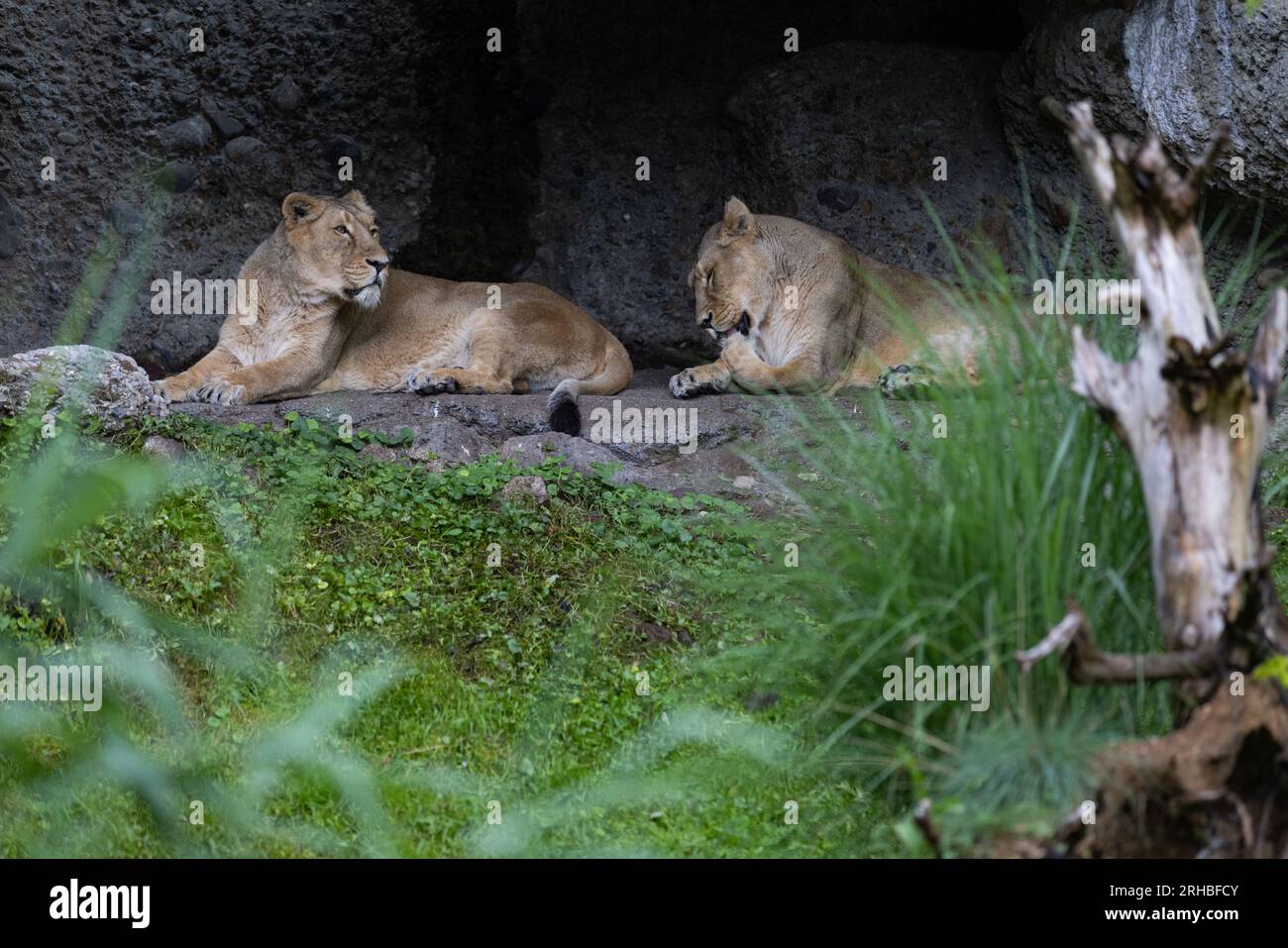 Two lions are sleeping and watching the viewers and waiting for their ...
