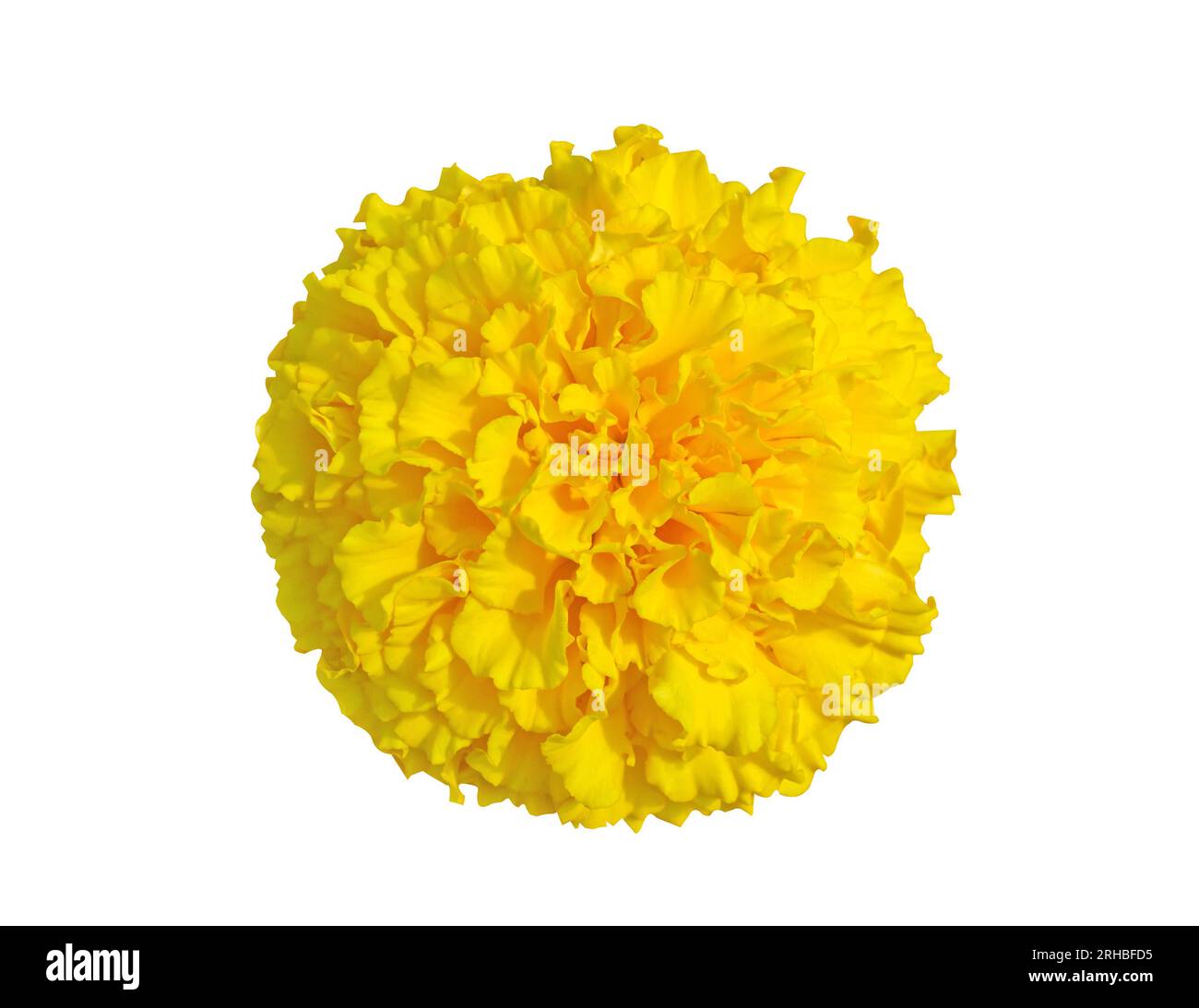 Yellow Marigold flower, Tagetes erecta, Mexican marigold, Aztec ...