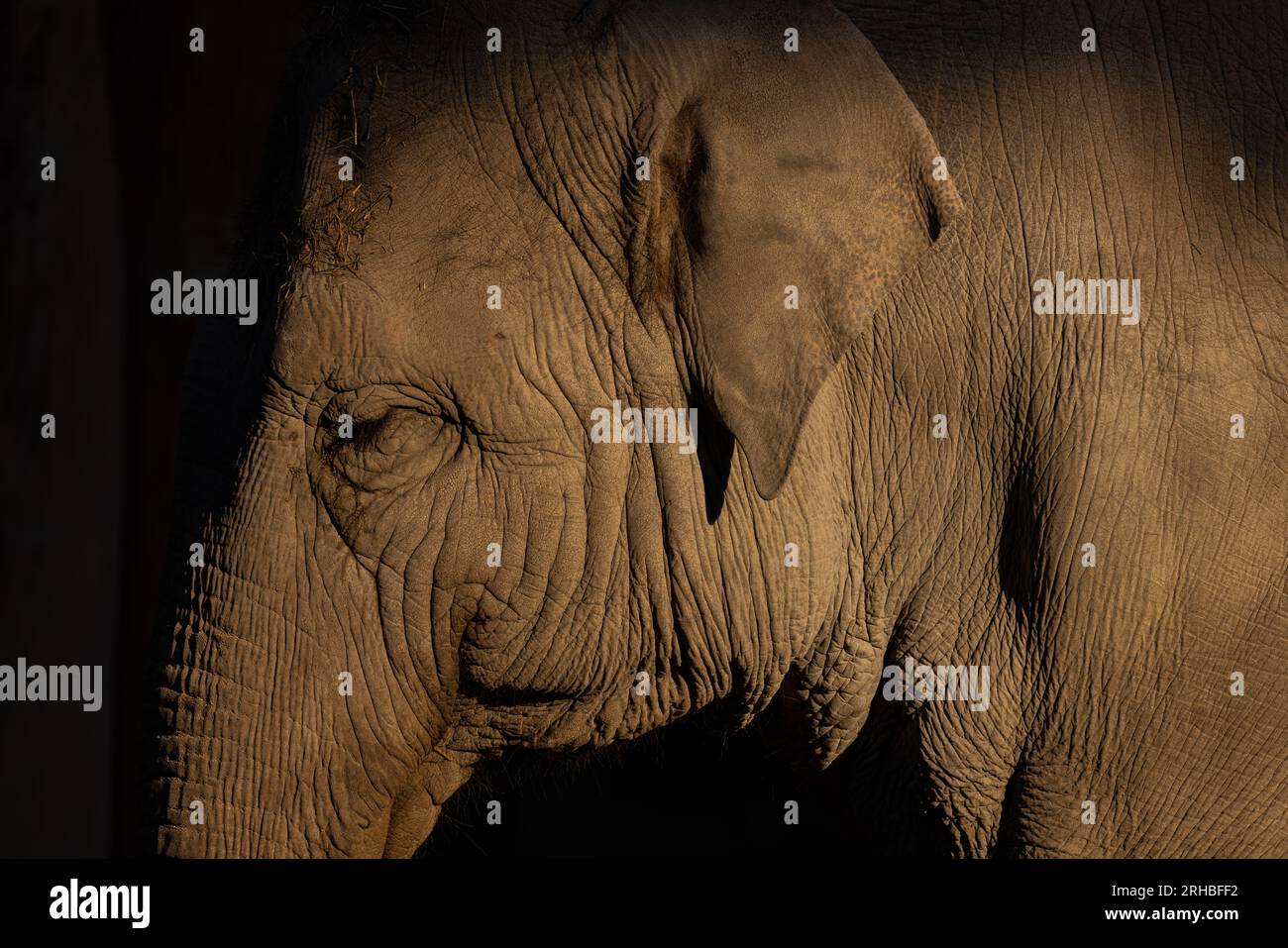 A really big elephant tries to get some food out of the grid. The ...