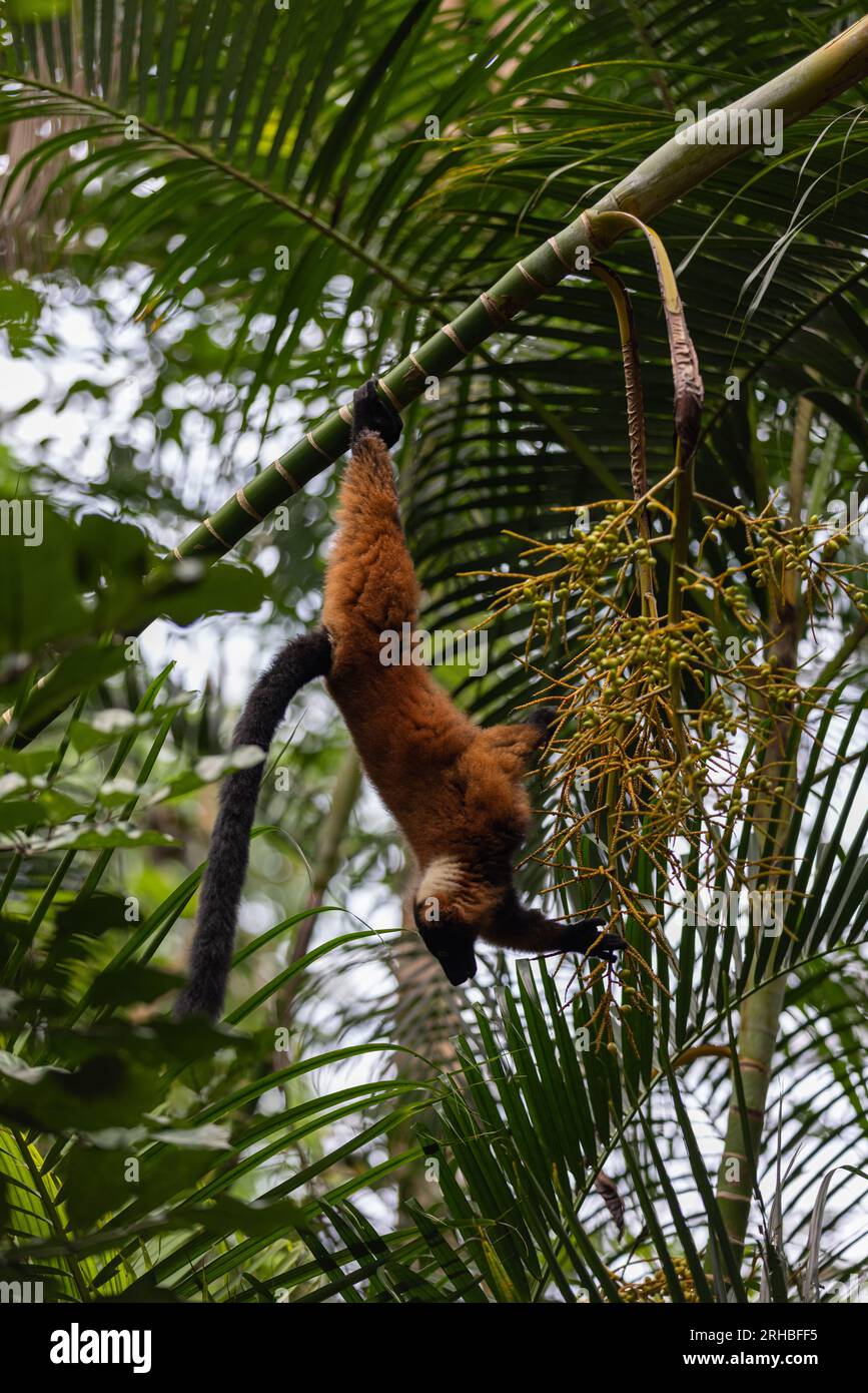 Savanna monkey hi-res stock photography and images - Alamy