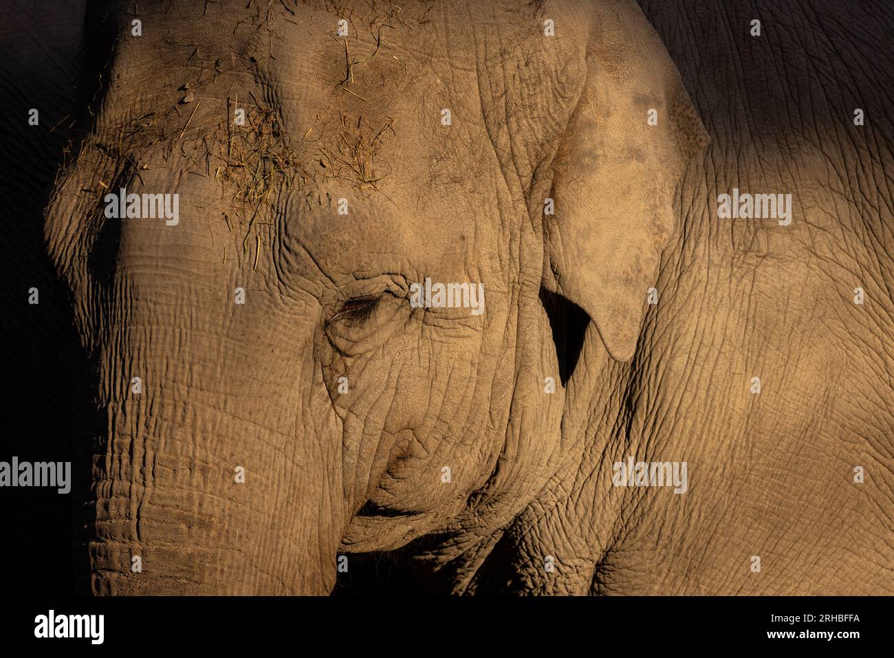 A really big elephant tries to get some food out of the grid. The ...