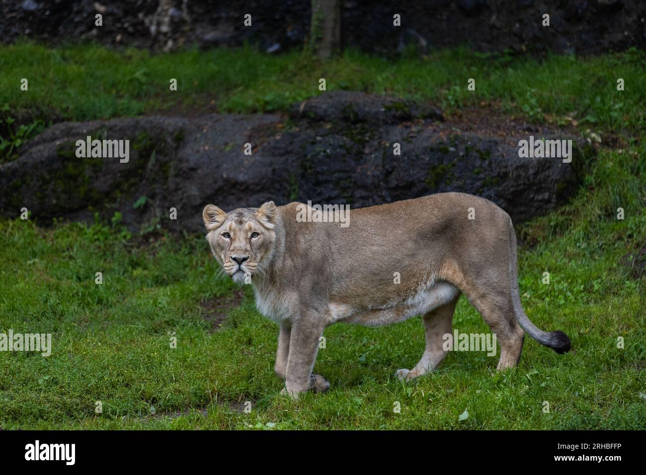 A lion walk through the grass and looking for food. The most beautiful ...