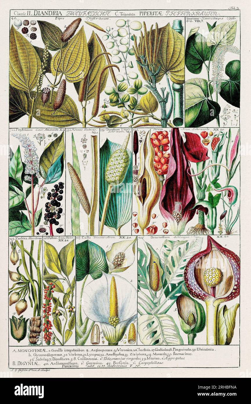 Vintage Botanical illustration. 18th-Century Botanical Chart: Linnaean ... Vintage Botanical illustration. 18th-Century Botanical Chart: Linnaean ...