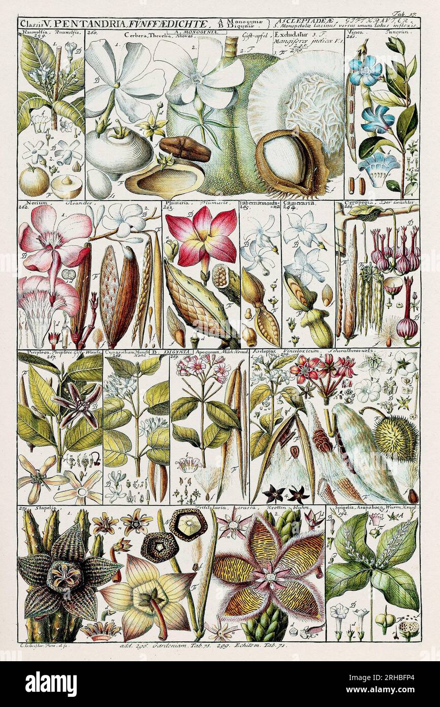 Vintage Botanical illustration. 18th-Century Botanical Chart: Linnaean ...