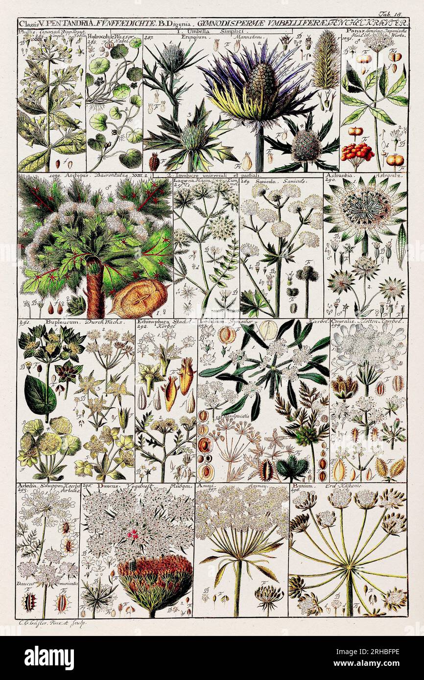 Plant Classification Chart Students