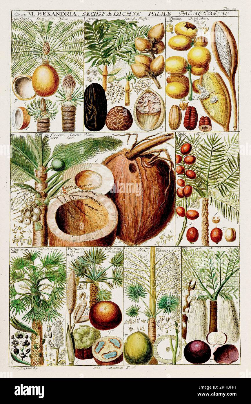 Vintage Botanical illustration. 18th-Century Botanical Chart: Linnaean ...