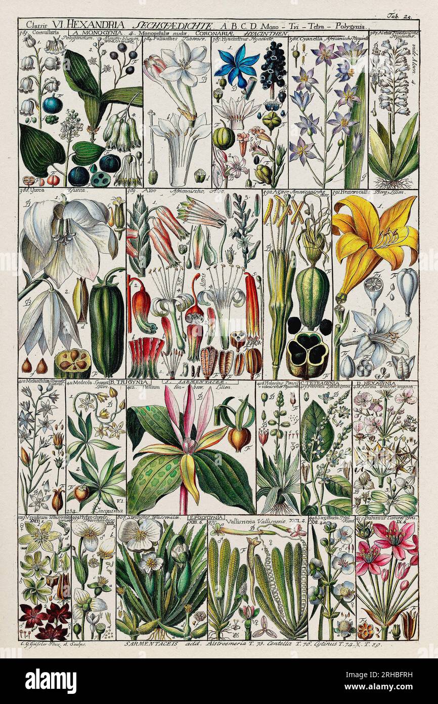 Vintage Botanical illustration. 18th-Century Botanical Chart: Linnaean ...