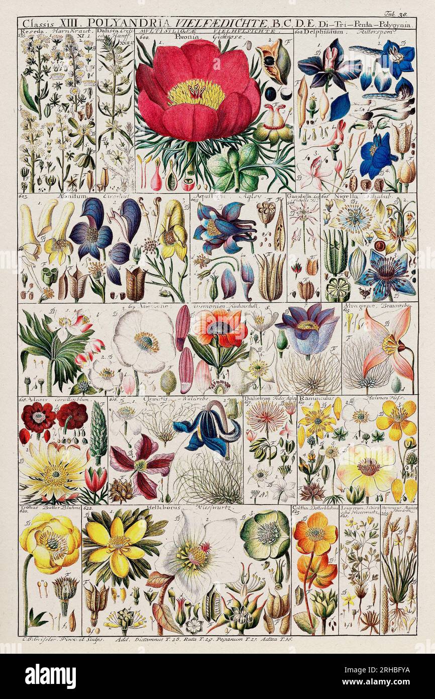 Vintage Botanical illustration. 18th-Century Botanical Chart: Linnaean ... Vintage Botanical illustration. 18th-Century Botanical Chart: Linnaean ...
