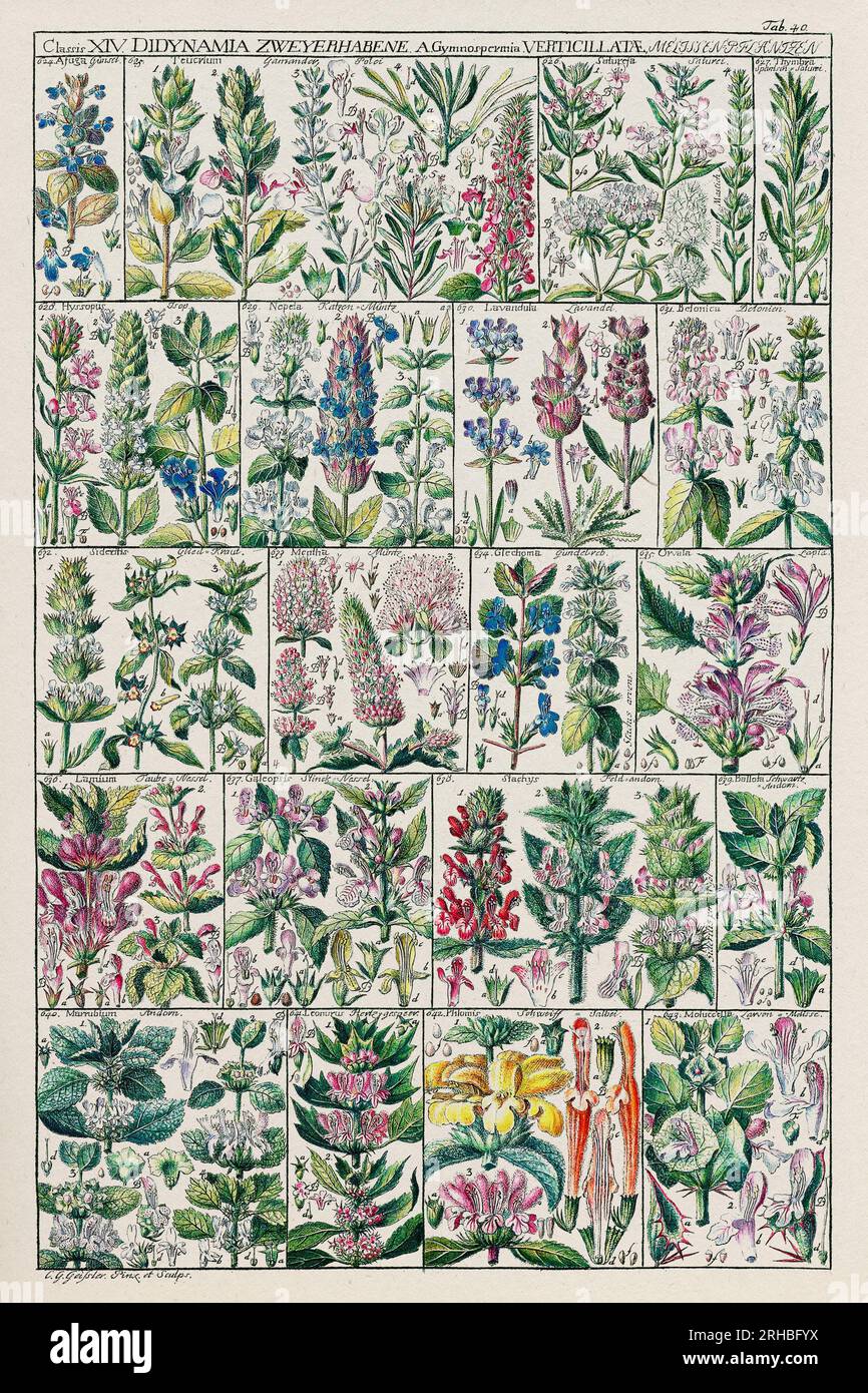Vintage Botanical illustration. 18th-Century Botanical Chart: Linnaean ... Vintage Botanical illustration. 18th-Century Botanical Chart: Linnaean ...