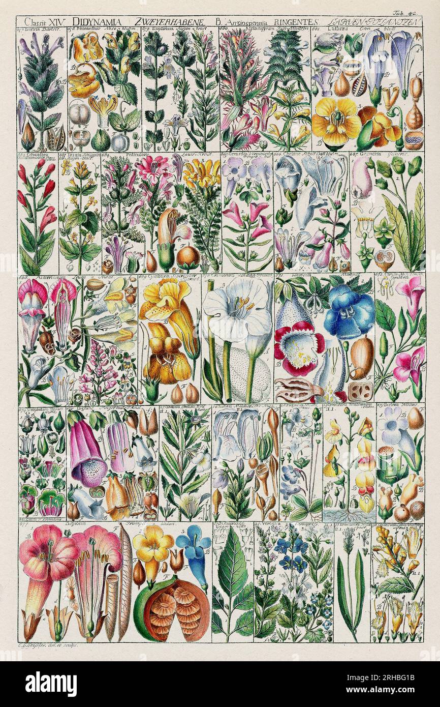 Vintage Botanical illustration. 18th-Century Botanical Chart: Linnaean ... Vintage Botanical illustration. 18th-Century Botanical Chart: Linnaean ...