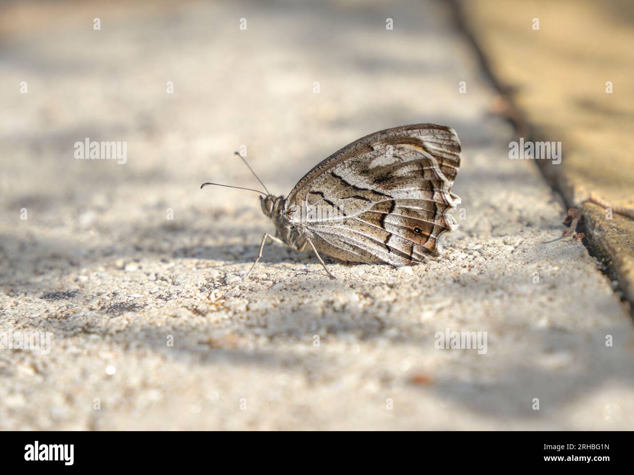 Striped grayling (Hipparchia fidia) butterfly, on a road, Andalusia ...