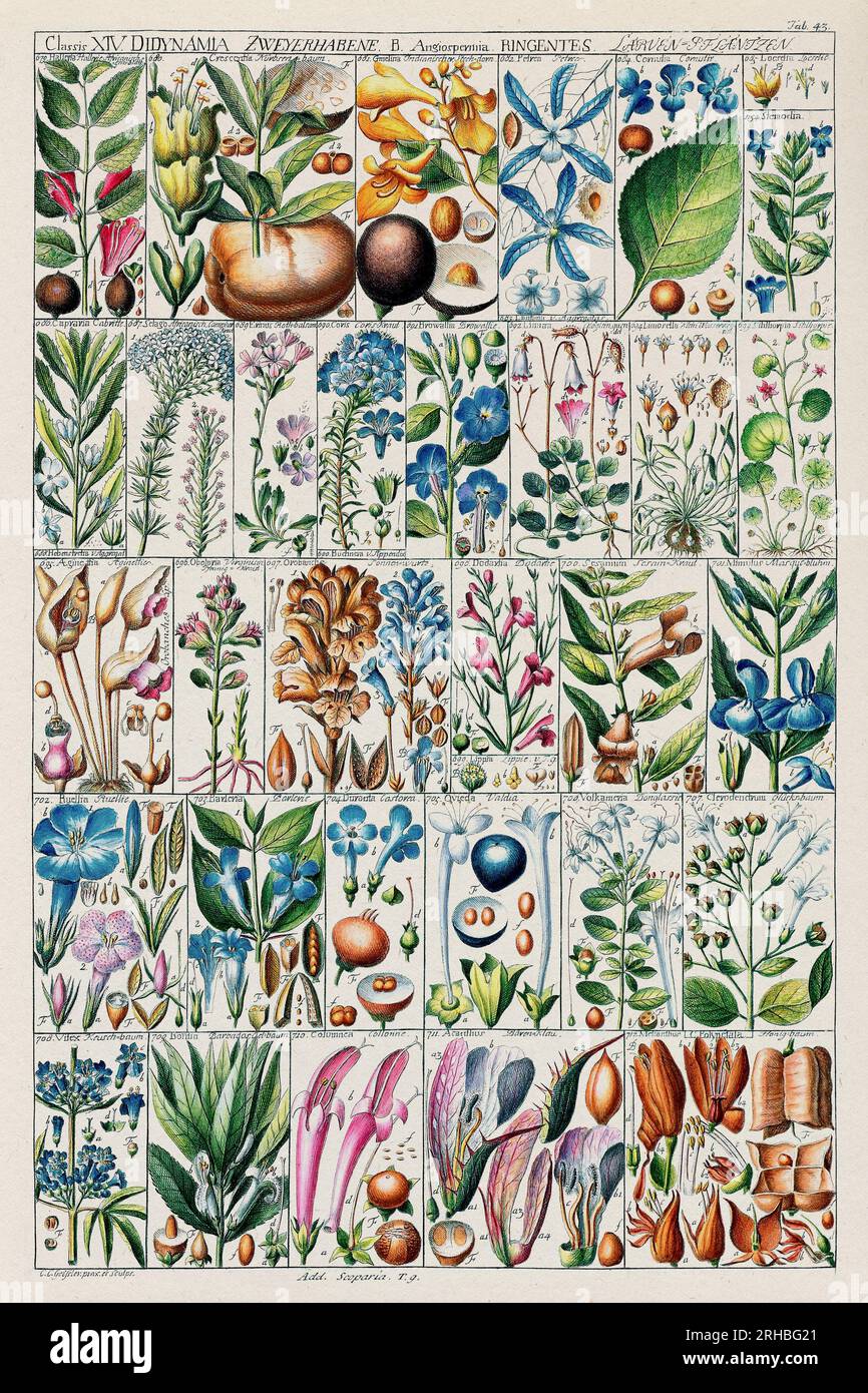 Vintage Botanical illustration. 18th-Century Botanical Chart: Linnaean ...
