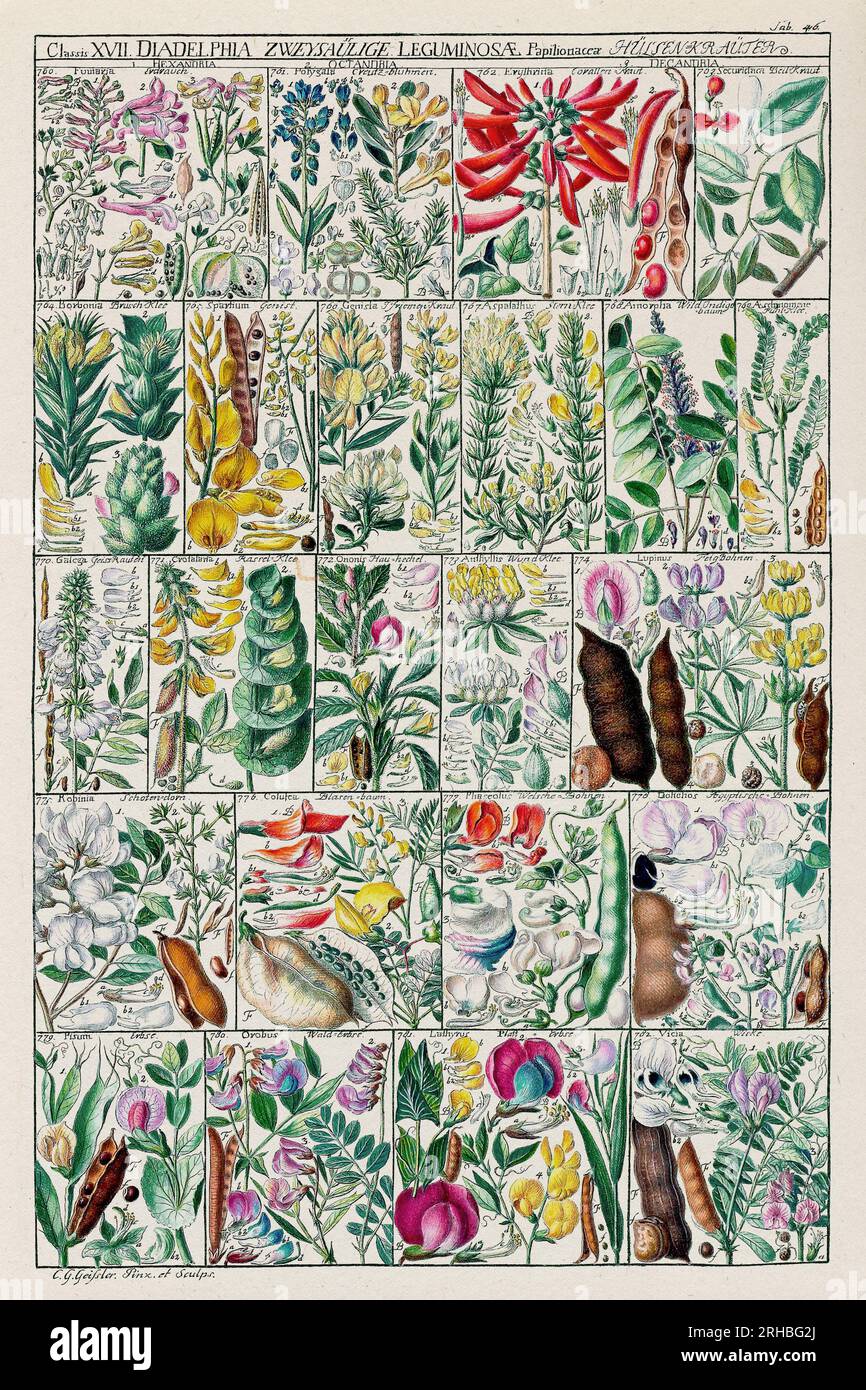 Vintage Botanical illustration. 18th-Century Botanical Chart: Linnaean ...