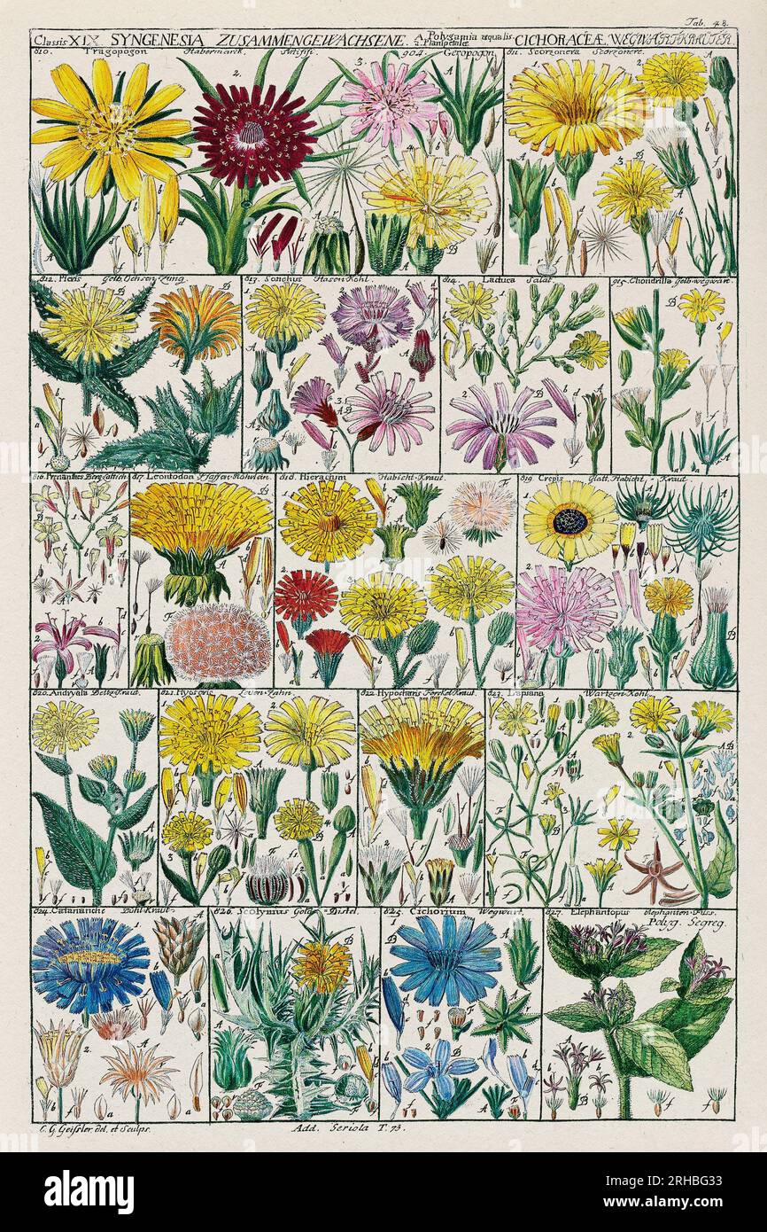 Vintage Botanical illustration. 18th-Century Botanical Chart: Linnaean ...