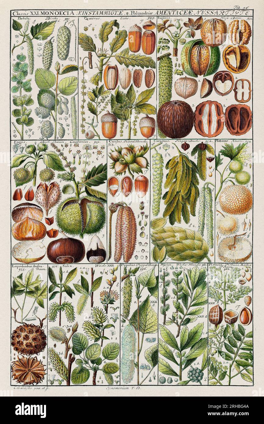 Vintage Botanical illustration. 18th-Century Botanical Chart: Linnaean ... Vintage Botanical illustration. 18th-Century Botanical Chart: Linnaean ...