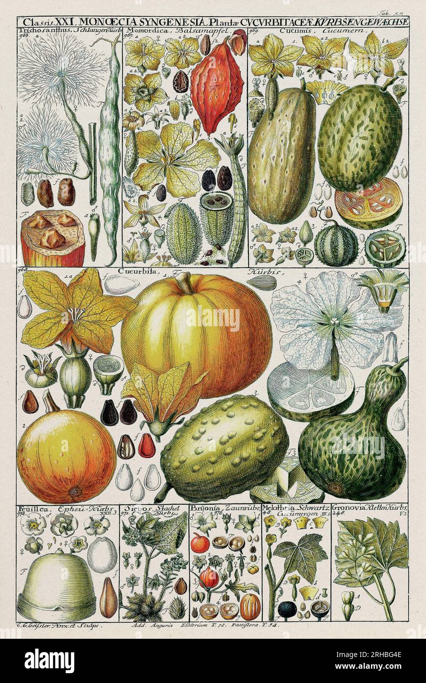Vintage Botanical illustration. 18th-Century Botanical Chart: Linnaean ...