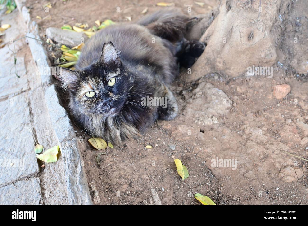 Cat in the Plaka District, Athens City Center, Greece Stock Photo - Alamy