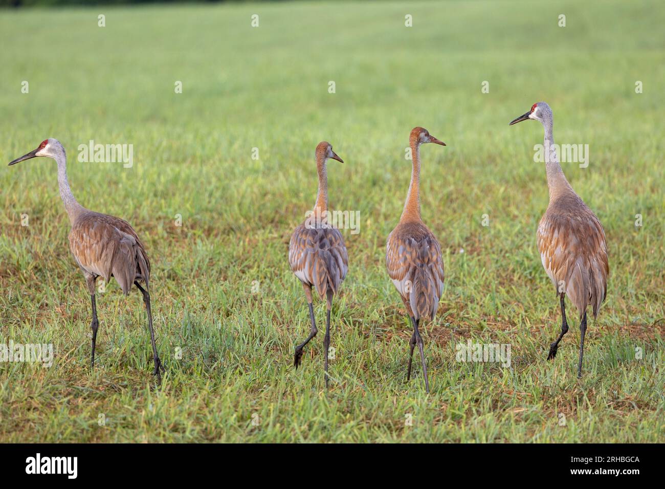 Michigan fauna hi-res stock photography and images - Alamy