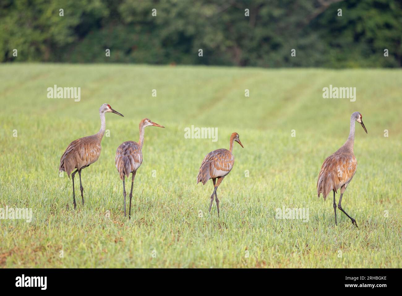 Michigan fauna hi-res stock photography and images - Alamy